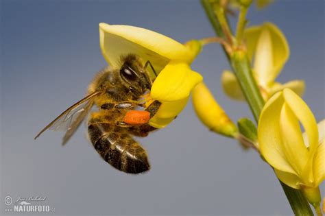 Western Honey Bee Photos Western Honey Bee Images Nature Wildlife Pictures NaturePhoto