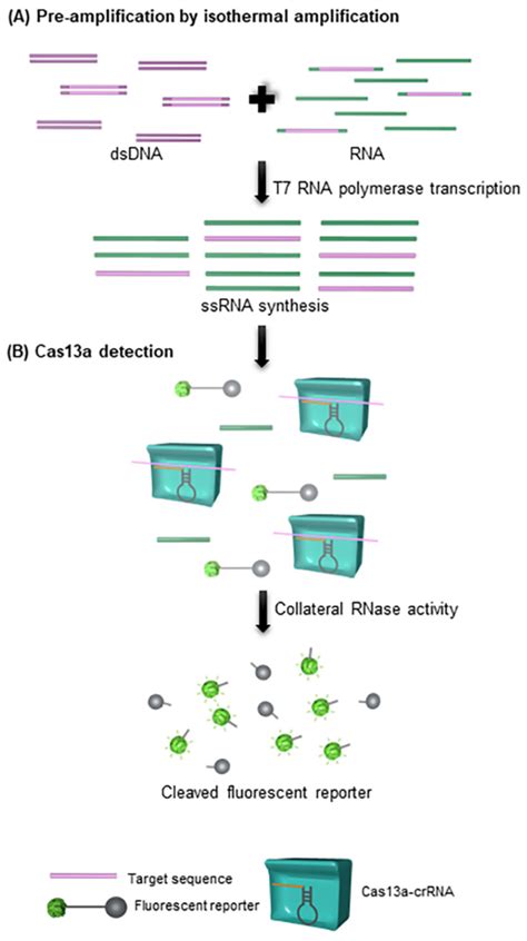 Isothermal Amplification Technology For Disease Diagnosis