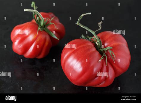 Organic Ripe Tomatoes On A Black Background Tomato Crop Stock Photo