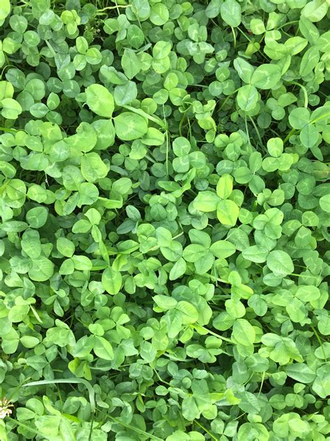 무료 이미지 잔디 잎 녹색 목초 생기게 하다 클로버 관목 Groundcover 꽃 피는 식물 행운을 빕니다