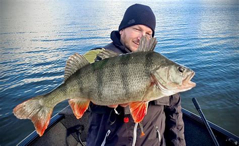Invdr Shad Neuheit Kaufen Im Angelshop Gerstnerangelshop Gerstner Dein Onlineshop Für Angler