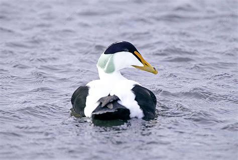 Common Eiders Background Images Hd Pictures And Wallpaper For Free