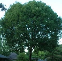 Chinese Pistache Pruning