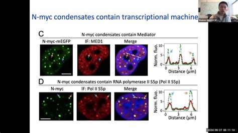 Oncoprotein Transcription Factor Myc Undergoes Phase Separation That Differentially Modulates