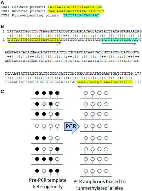 Pcr From Bisulphite Converted Dna In Regions With Non Cpg Methylation Download Scientific