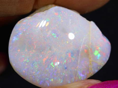 27 30 Cts Opalised Fossil Clam Shell Fo 1021