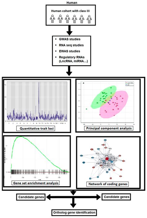 The Workflow Of The Generation Of System Genetic Datasets Of Cellular Download Scientific