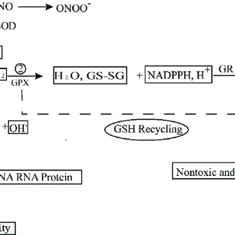Schematic Diagram Of Glycolysis Download Scientific Diagram