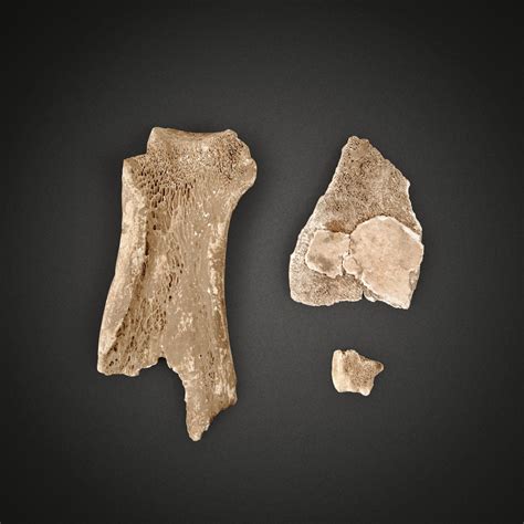 A Group Of Three Oracle Bones With Inscriptions Late Shang Dynasty