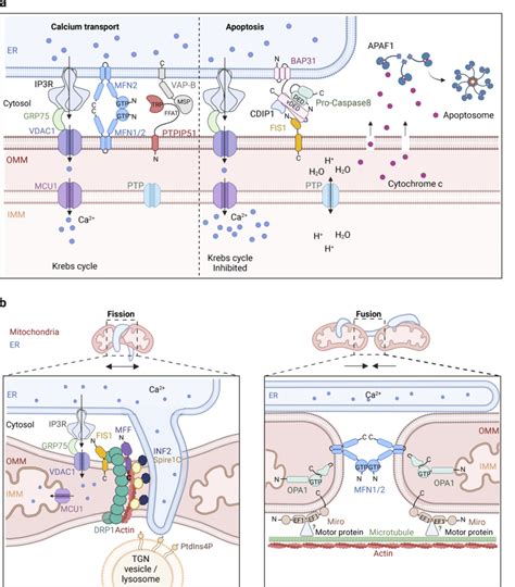 Control Of Mitochondrial Functions Via Contacts With Er The Figure Download Scientific Diagram