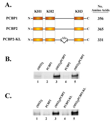 Pcbp1 Pcbp2 And Pcbp2 Kl Restore Negative Strand Synthesis To Similar Download Scientific