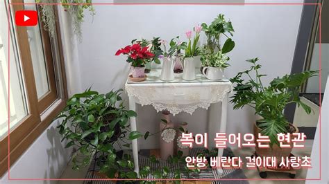 복이 들어오는 현관 그리고 안방 베란다 걸이대 사랑초 Youtube