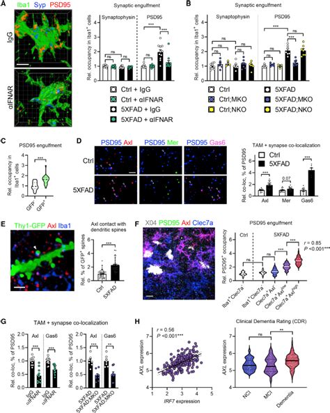 Immunity 小胶质细胞和神经细胞中的 I 型干扰素信号促进与aβ 斑块相关的记忆障碍 胶质 突触 细胞 新浪新闻