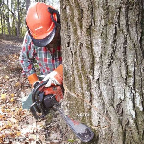 Cut Down A Tree Safely And Other Tree Cutting Tips Family Handyman