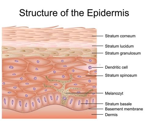 Structure Of The Epidermis Diagram Epidermis Dermis Labeled