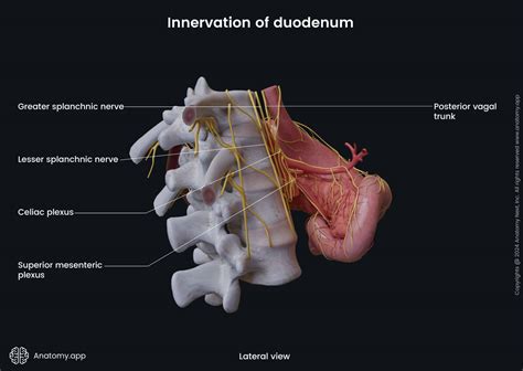Innervation Of Duodenum Lateral View Anatomy App