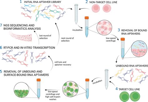 Selection Of A Novel Cell Internalizing Rna Aptamer Specific For Cd22 Antigen In B Cell Acute