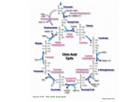 Tca Cycle Citric Acid Cycle Krebs Cycle Pptx