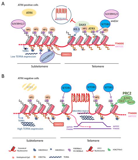 The Multiple Facets Of Atrx Protein