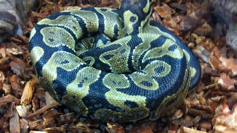 Albi Arrêté Pour Avoir Volé Un Python Ladepechefr