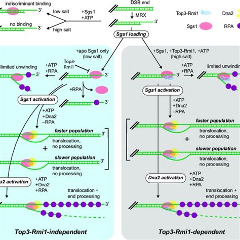 Proposed Roles Of Recq1 And Wrn In Replication Fork Restart Download