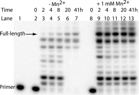 Enzymatic Synthesis Technology For Nucleic Acid Drugs Nucleic Acid Formulation Cd Formulation