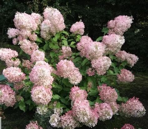 Hydrangea Paniculata Mega Pearl Description Planting And Care Reviews Healthy Food Near Me