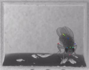 Github Draeloslab Deeplabcut Official Implementation Of Deeplabcut Markerless Pose