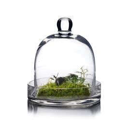 8 X 7 Inch Glass Dome Cloche Bell Jar W Tray Plant Cover Display