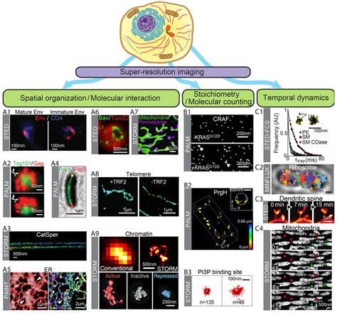 Visualizing And Discovering Cellular Structures With Super Resolution