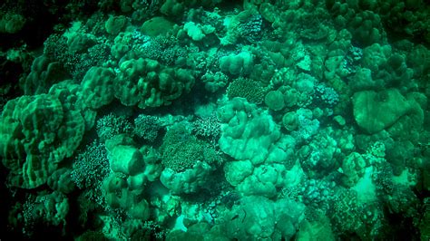 깊은 푸른 바다바다의 수중 열대 산호초 풍경 어류와 해양 생물 해양 생태계를 위한 식량원천 0명에 대한 스톡 사진 및 기타 이미지 Istock