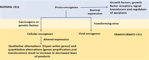 1 Relationship Between Proto Oncogenes And Oncogenes Transforming
