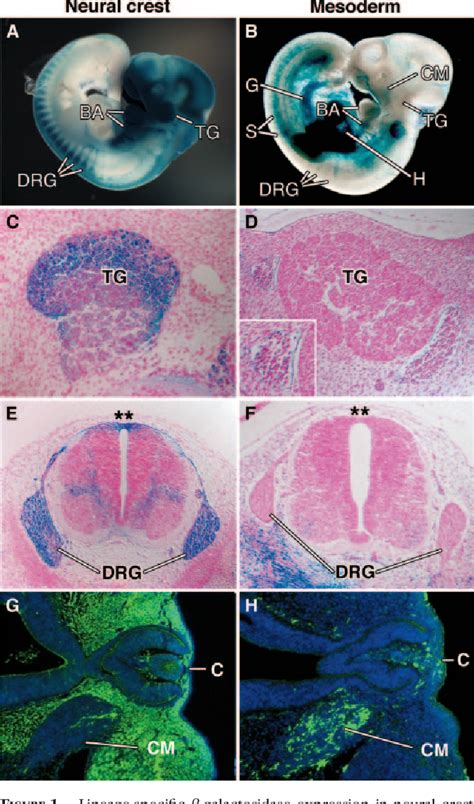 [pdf] Fate Maps Of Neural Crest And Mesoderm In The Mammalian Eye Semantic Scholar