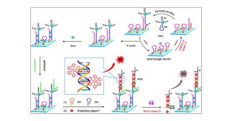 Versatile And Ultrasensitive Electrochemiluminescence Biosensor For
