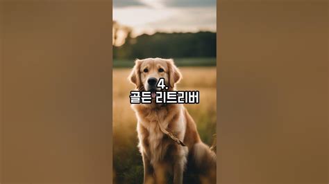 세계에서 가장 귀여운 강아지 Top10 Youtube