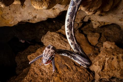 16 Brutal And Captivating Wildlife Images From The Close Up