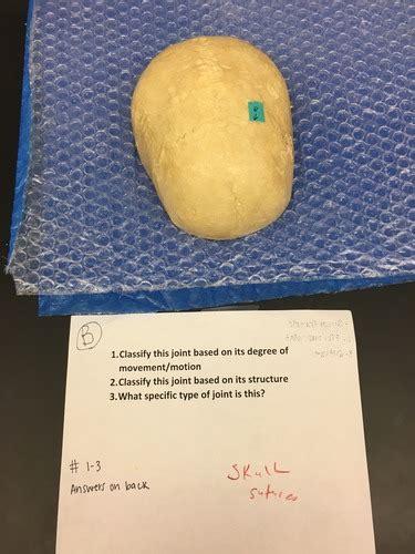 Classifying Joints Flashcards Quizlet