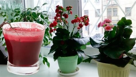 Буряковий відвар для квітів як правильно поливати щоб гарно та пишно квітнули