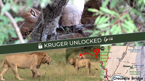 Lions Feeding On Giraffe From The Large H5 Pride Youtube