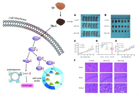 Schematic Diagram Of Tbs C Inhibiting Human Nsclc Cells In Vitro And Download Scientific