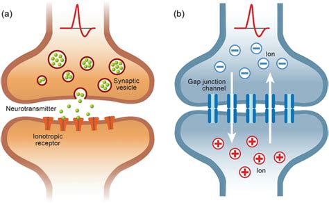 Ab Basic Structure And Operation Of Chemical Synapses A And Download Scientific Diagram
