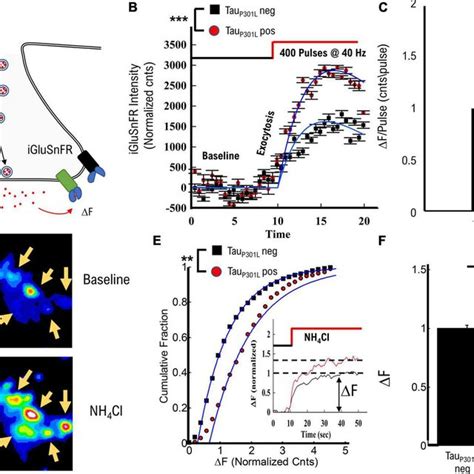 Taup301l Pos Neurons Exhibit Increased Overall Vglut1 Expression Download Scientific Diagram