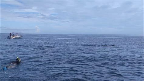 Плуване с делфини в залива Тамарин остров Мавриций Youtube