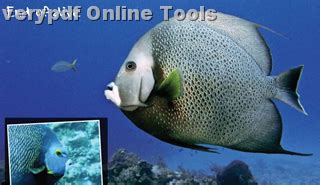 How To Use VeryPDF ShareShot VeryPDF Online Tools