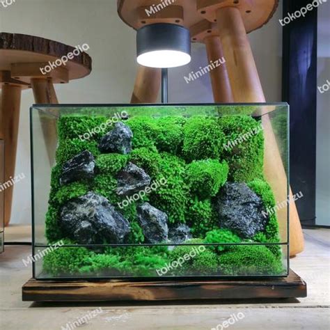 Jual Terrarium Preserved Moss Model Sagi Jurrasic Park Kota Tangerang Selatan Minimizu