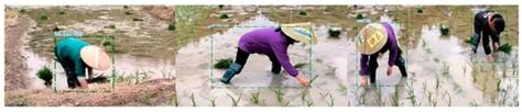 Spatio Temporal Behavior Detection In Field Manual Labor Based On