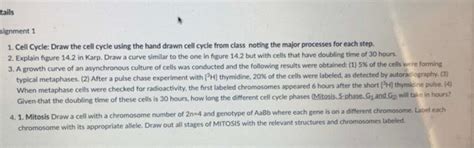 solved tails signment 1 1 cell cycle draw the cell cycle