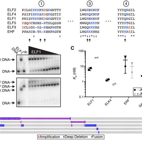 Elf1 Also Exhibits Anticooperative Dna Binding With Jun−fos A Download Scientific Diagram