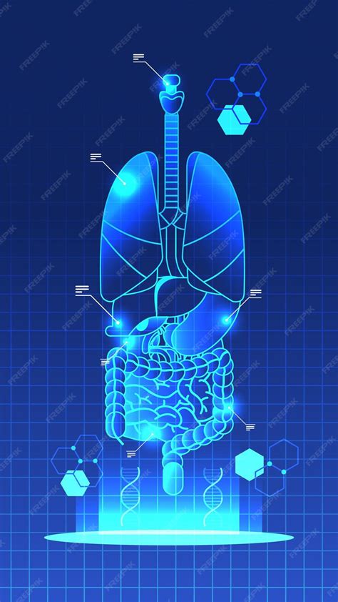 가상 해부학적 인체 내부 장기 구조 해부학 의학 Vr 비전 헤드셋 혁신 메타버스 프리미엄 벡터