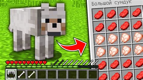 ВЫЖИВАНИЕ СОБАКИ В МАЙНКРАФТЕ МАЙНКРАФТ ПРЕВРАЩЕНИЯ В МОБОВ Youtube